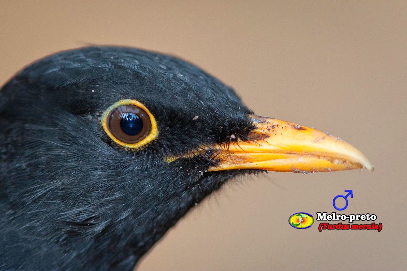 Zoologia: Melro-preto (Turdus merula)